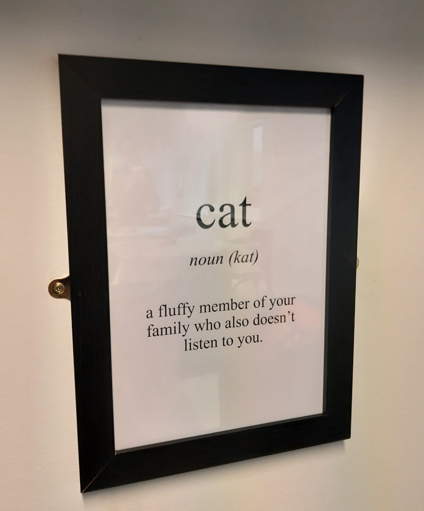 Gallery – Manx Cat Cafe Isle of Man | Manx Cats